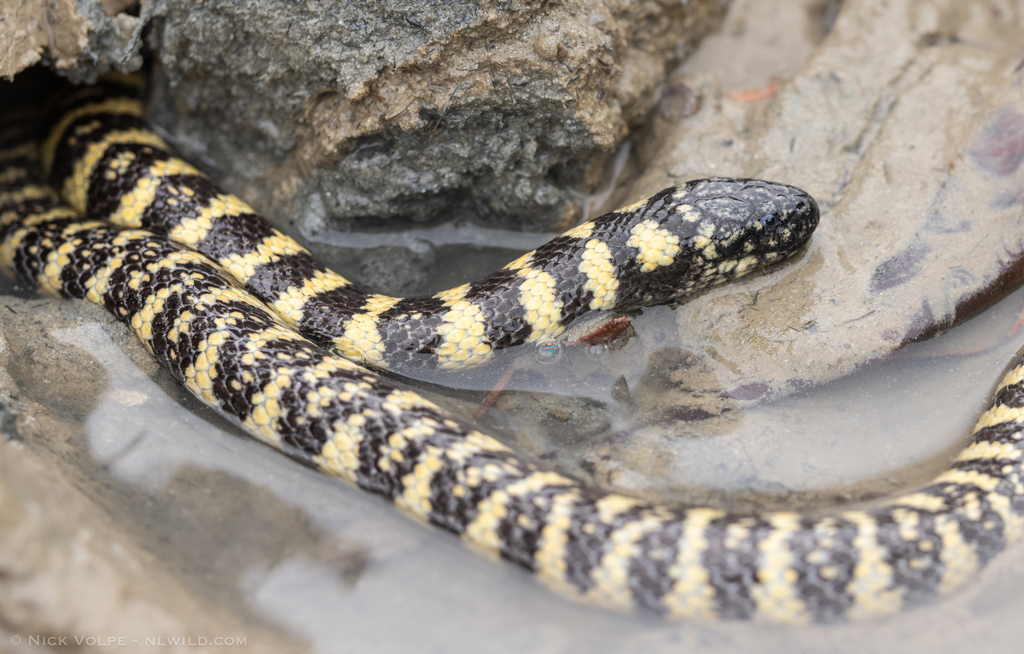 Black-ringed Sea Snake in December 2023 by Nick Volpe · iNaturalist