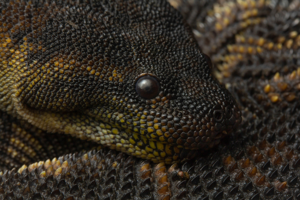 Arafura File Snake in April 2019 by Nick Volpe · iNaturalist