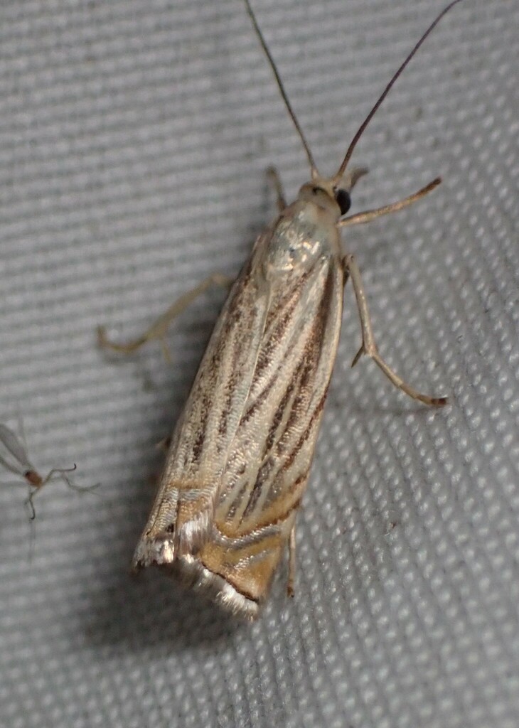 Topiary Grass-veneer in July 2023 by Angus Mossman. At blacklight after ...