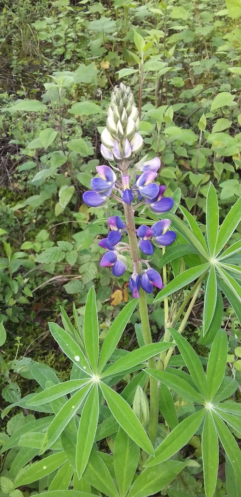 Lupinus montanus from Texcoco, Méx., México on July 20, 2019 at 09:40 AM by Alvaro Monter Pozos ...