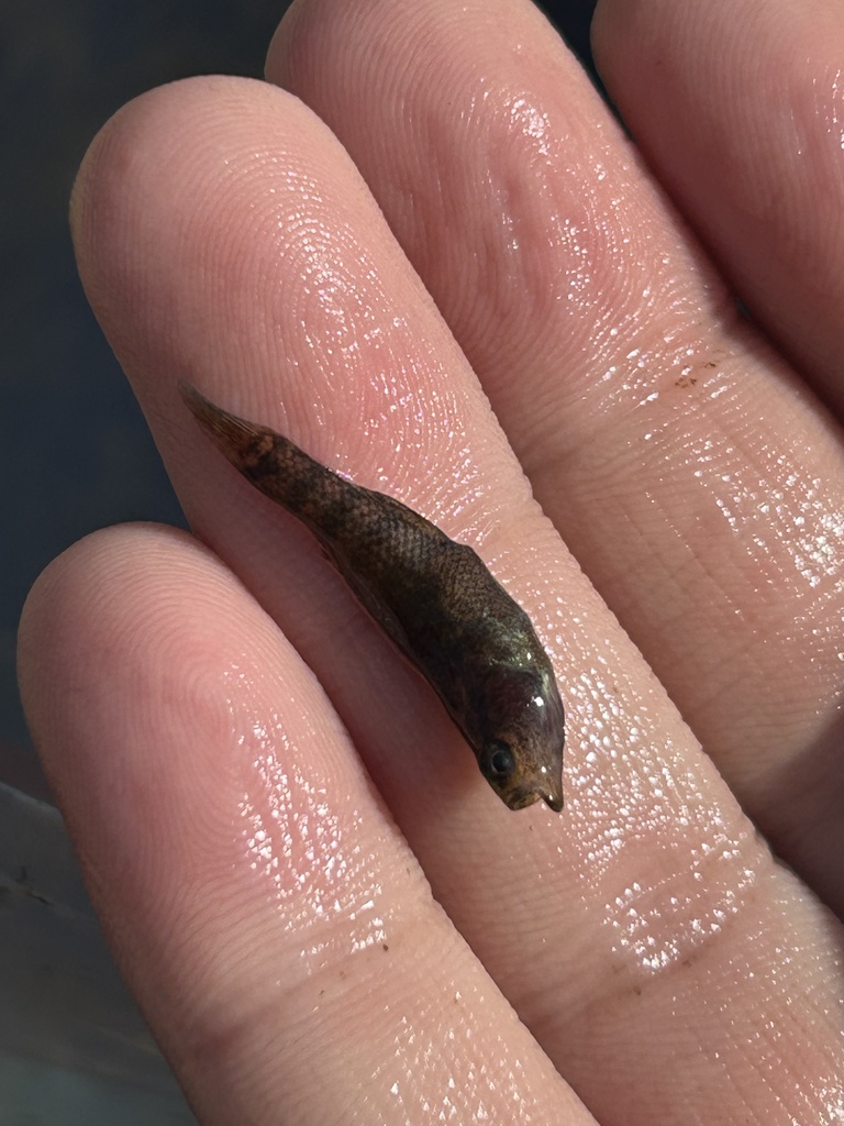 Banded Pygmy Sunfish from 17th St, Northport, AL, US on December 7 ...