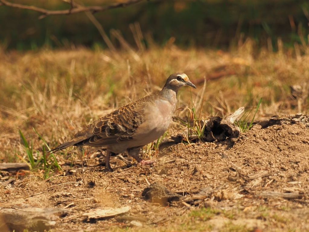 Common Bronzewing from Cranbourne VIC 3977, Australia on December 7 ...