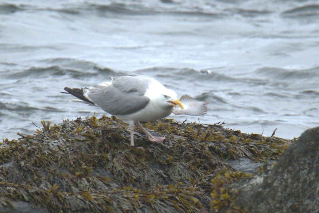 Windowpane Flounder from Narragansett, RI, USA on July 15, 2023 at 11: ...