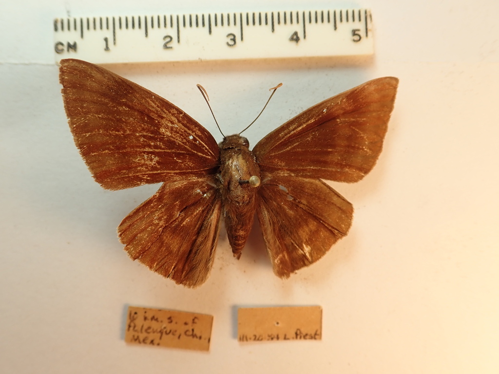 Glazed Pellicia from Salto de Agua, Chis., Mexico on March 20, 1984 by ...