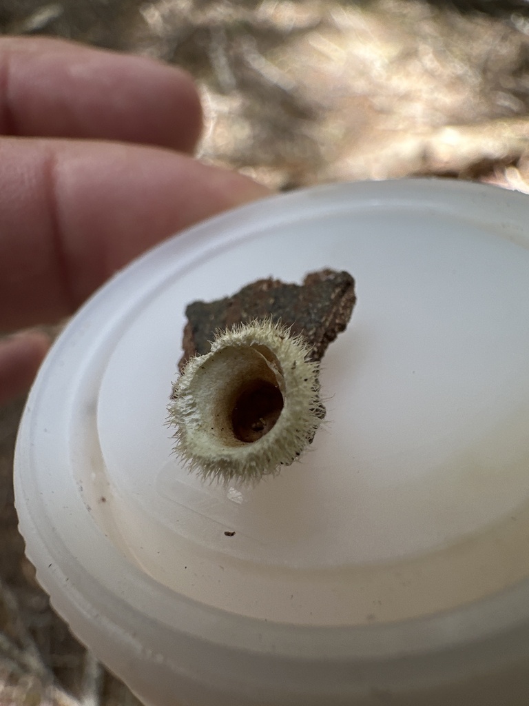 Nidula from South Island / Te Waipounamu, Motueka, Tasman, NZ on ...