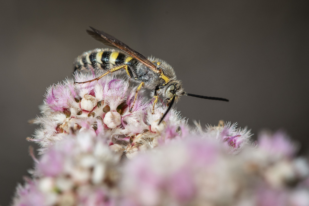 Radumeris radula from Moresby WA 6530, Australia on November 21, 2024 ...
