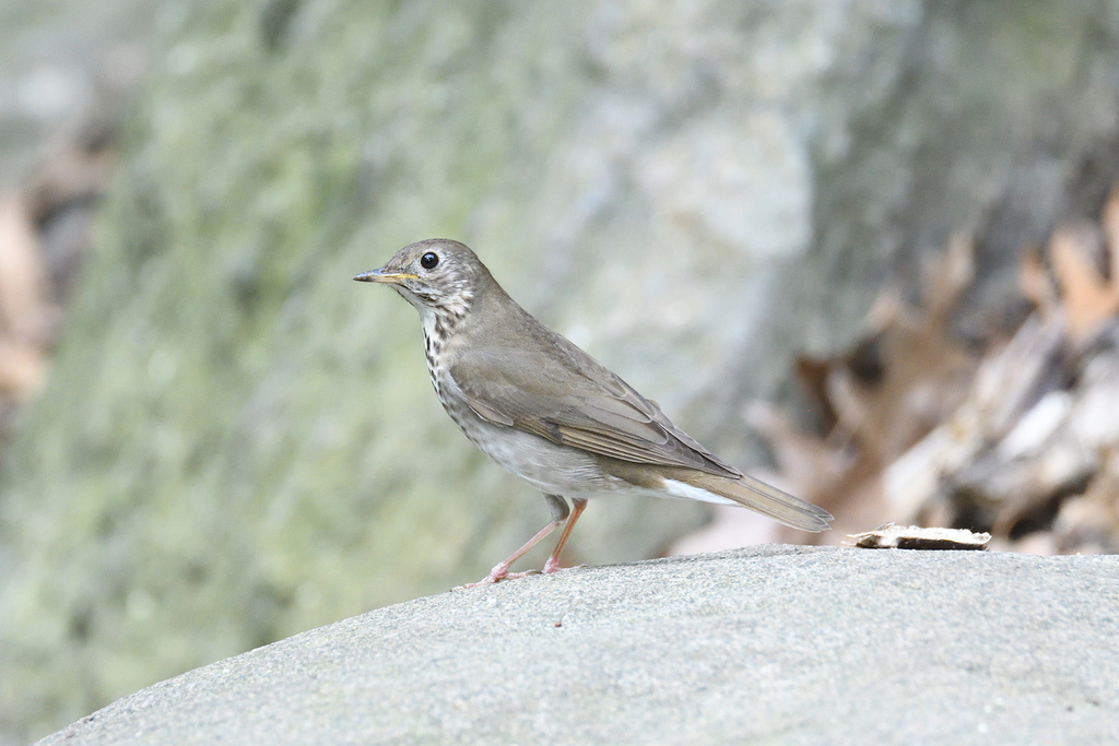 Gray-cheeked Thrush from Central Park - North End, New York, NY, USA on ...