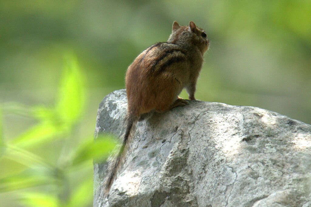 Eastern Chipmunk from Kent, CT, USA on July 20, 2023 at 02:32 PM by ...