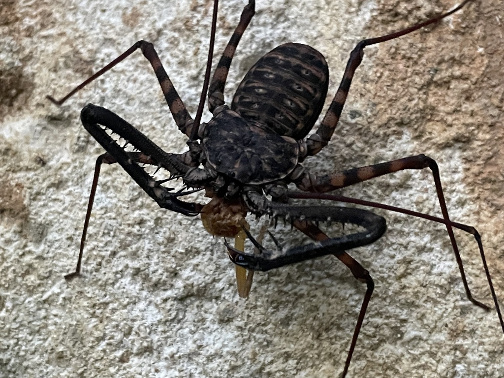 Phrynichus from Pemba, Micheweni, TZ on December 5, 2024 at 05:47 AM by ...