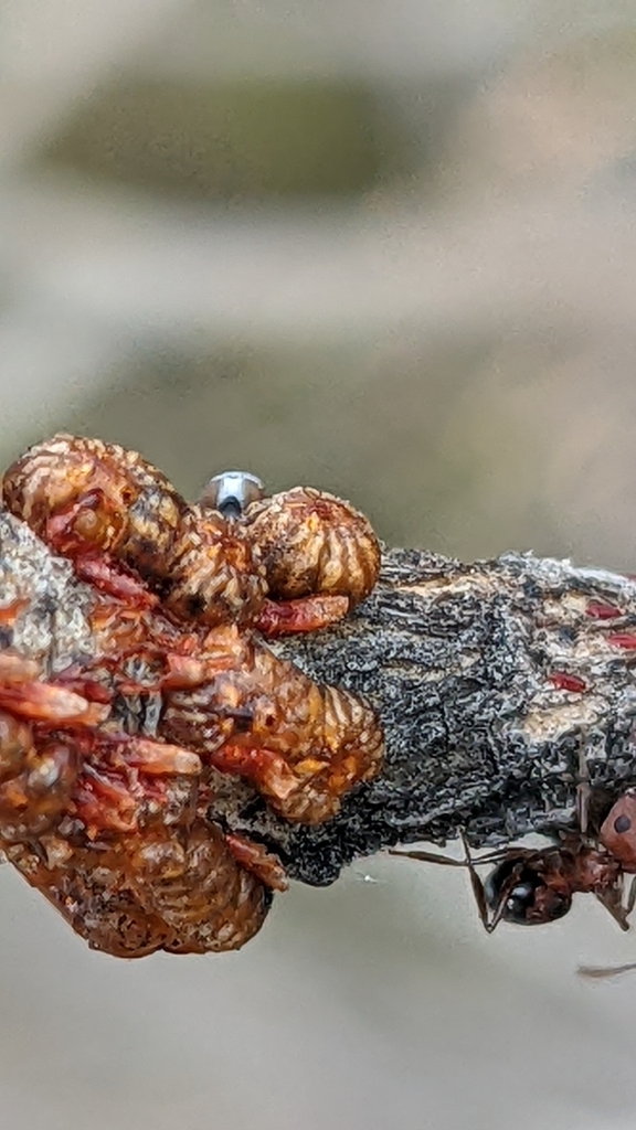 Lac Scales from Cederberg Municipality, South Africa on November 20 ...