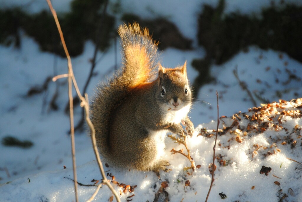 American Red Squirrel from Hunters Park, Duluth, MN, USA on December 7 ...