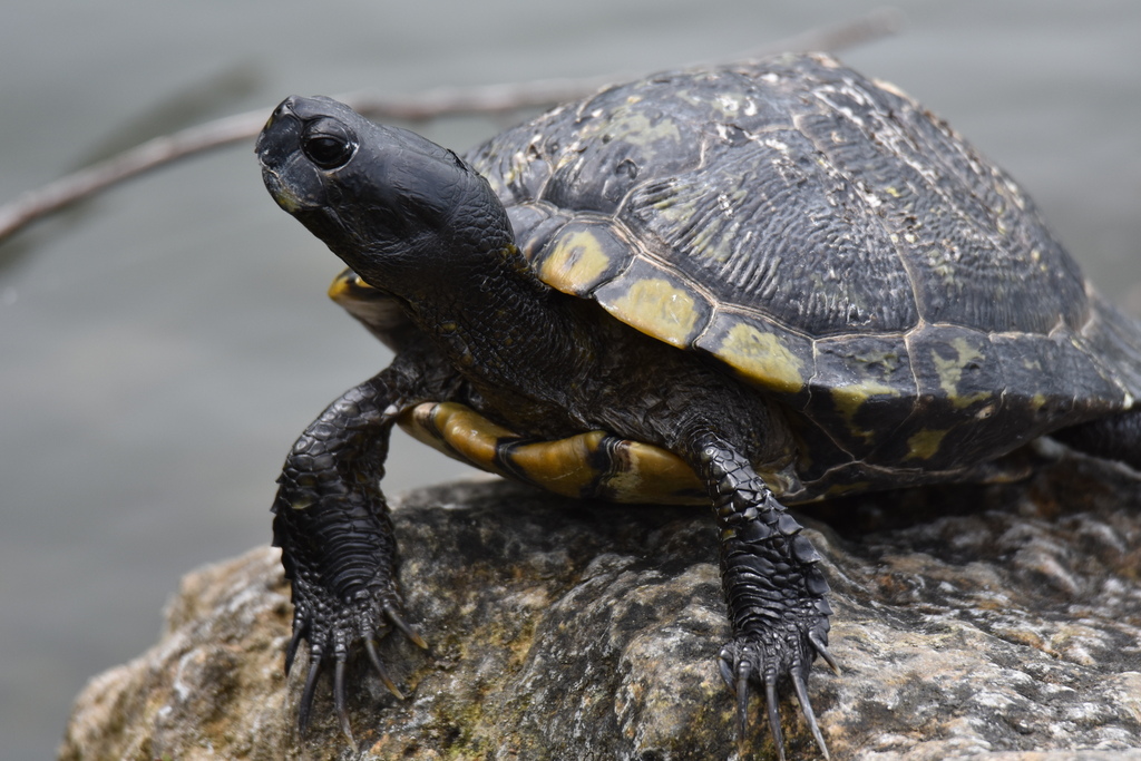 Pond Slider from Big Pine Key, FL 33043, USA on March 9, 2021 at 01:22 ...