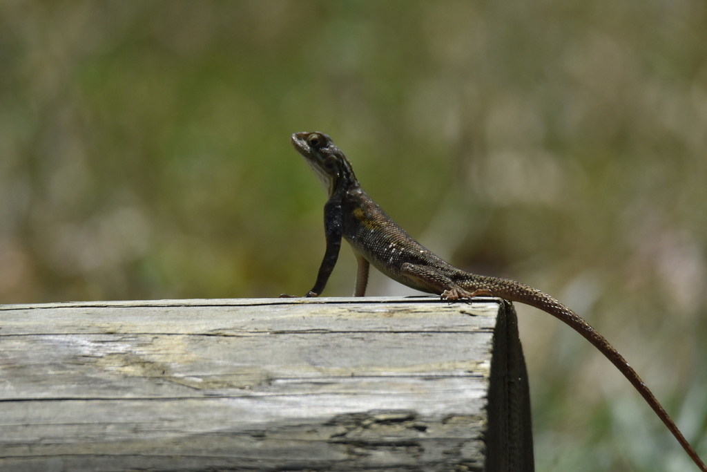Peters's Rock Agama from Key Largo, Florida, USA on March 10, 2021 at ...