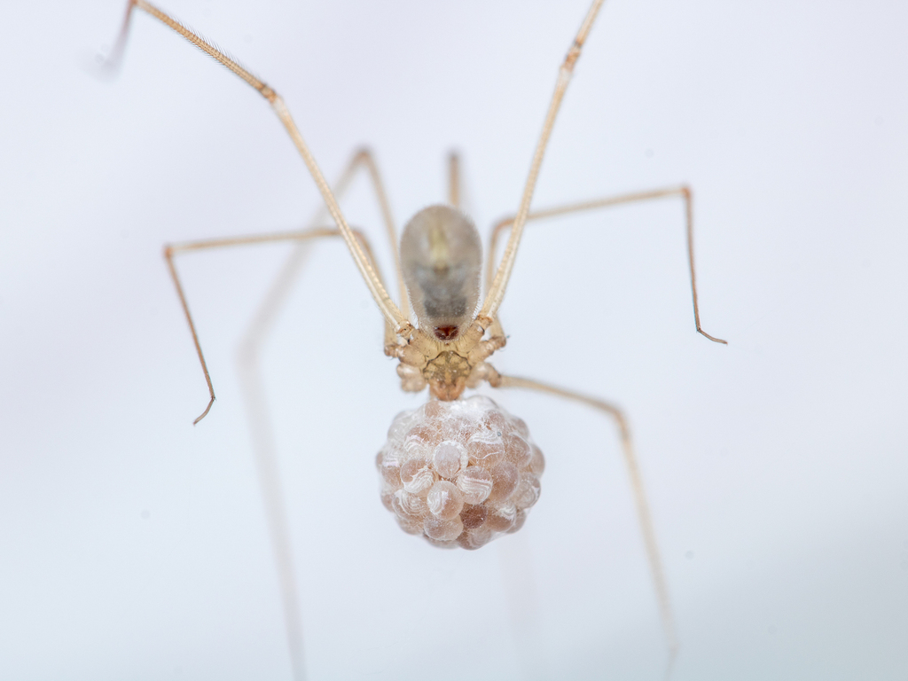 Pholcus ponticus from Уйгурский район, Казахстан on June 10, 2024 at 02 ...