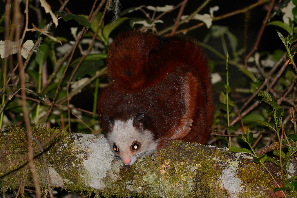 Taiwan Red-and-white Giant Flying Squirrel from 972台灣花蓮縣秀林鄉 on April 4 ...
