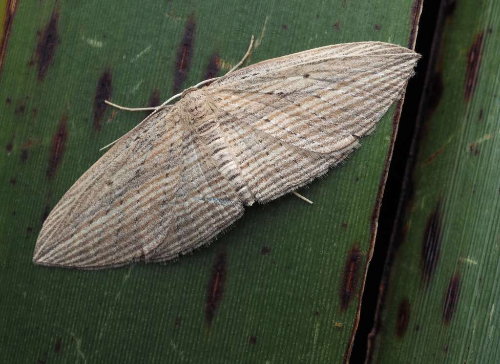 Cabbage tree moth from Papamoa Beach, Papamoa, New Zealand on December ...