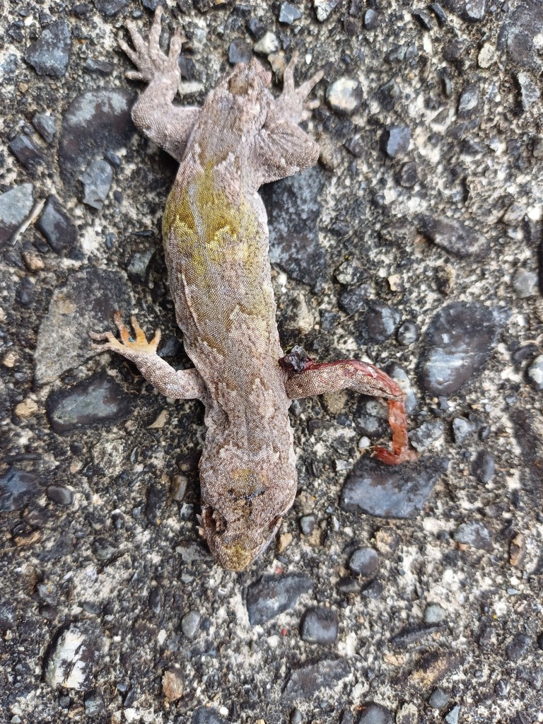 Ngahere Gecko in December 2024 by caityo · iNaturalist