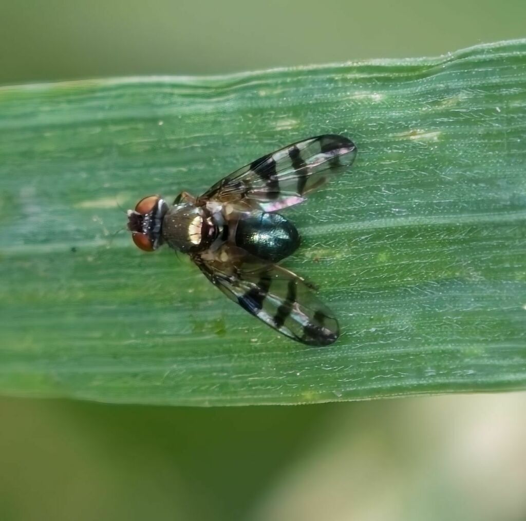 Rivellia from Belgrave Heights VIC 3160, Australia on December 08, 2024 ...