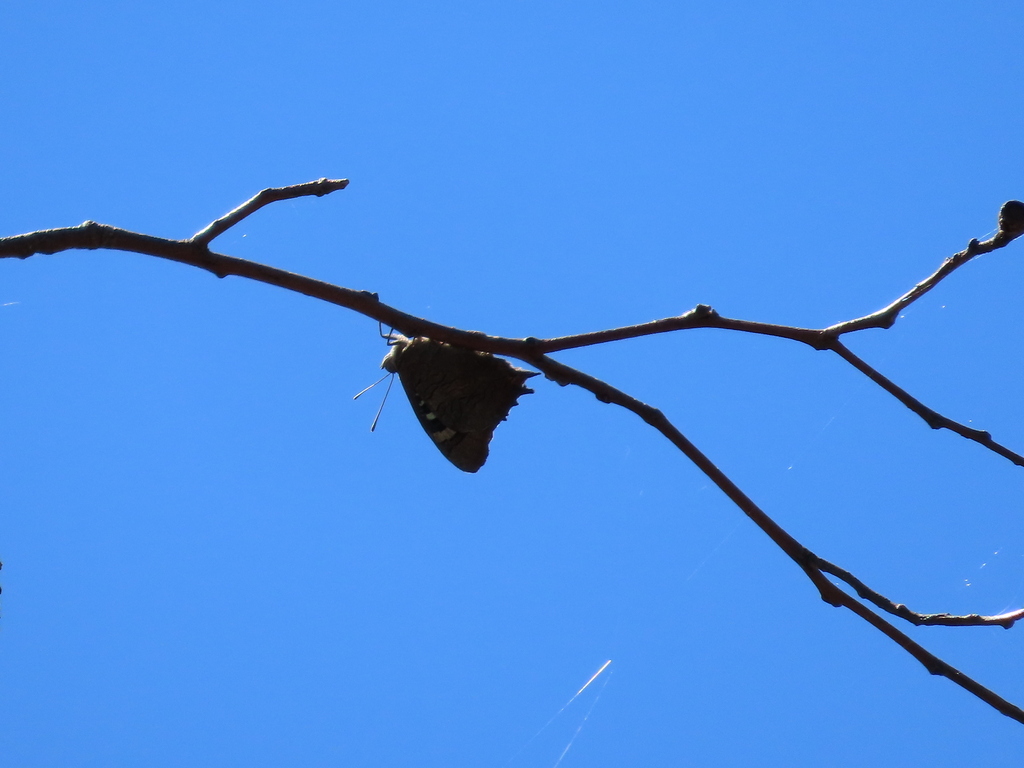 Genoveva Azure from Nailcan Hill, Glenroy NSW 2640, Australia on ...