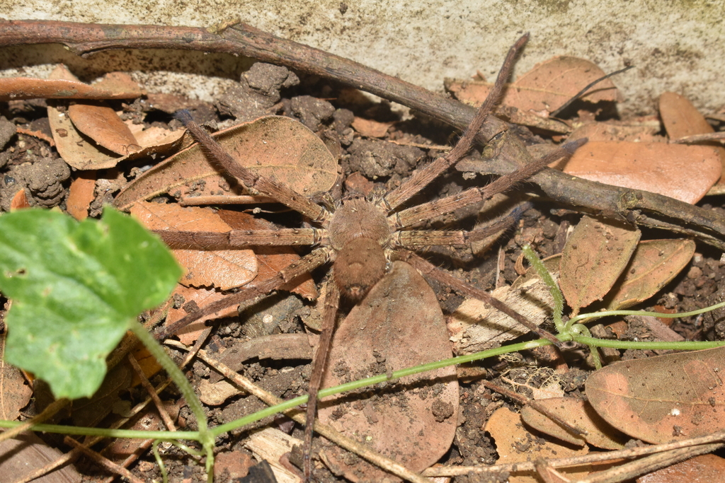 Pantropical Huntsman Spider from P36G+Q2V La Mesa Ecopark, Quezon City ...