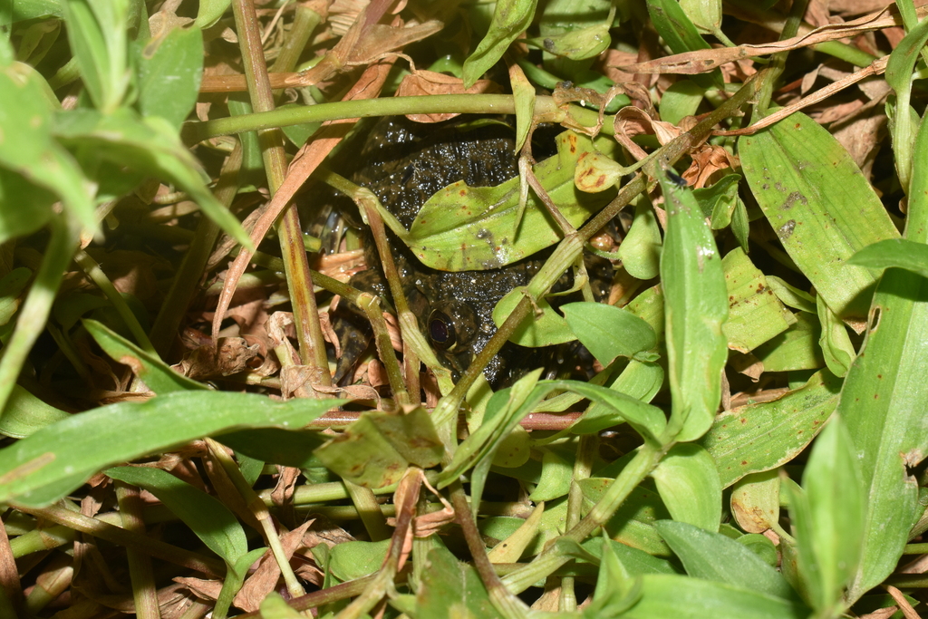 East Asian Bullfrog from Subic Bay, Philippines on November 30, 2024 at ...
