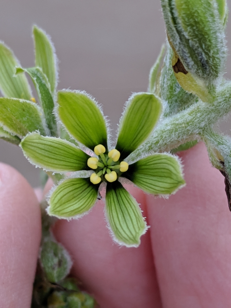 green false hellebore (Veratrum viride) - Botanical Realm