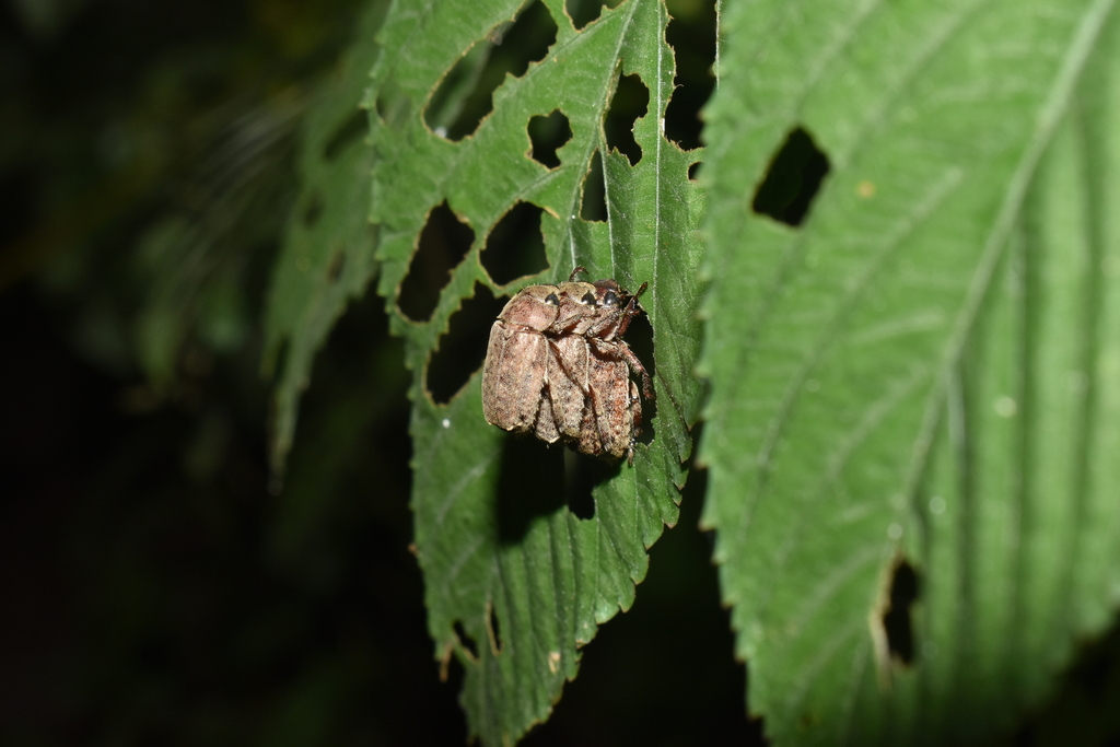 Adoretus from Subic Bay, Philippines on November 30, 2024 at 08:06 PM ...