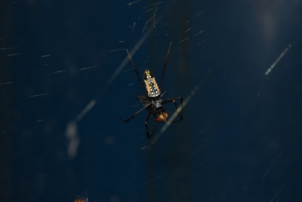 Batik Golden Web Spider from Taytay, 1920 Rizal, Philippines on ...