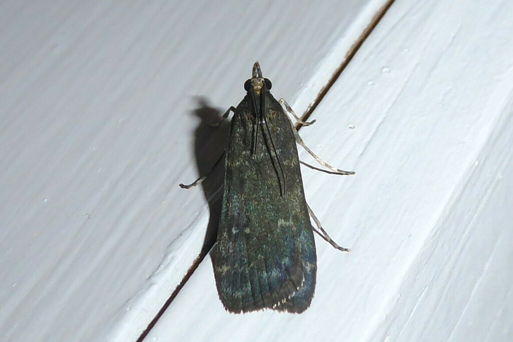 Stone Moth from Waikouaiti, New Zealand on November 10, 2024 at 09:47 ...
