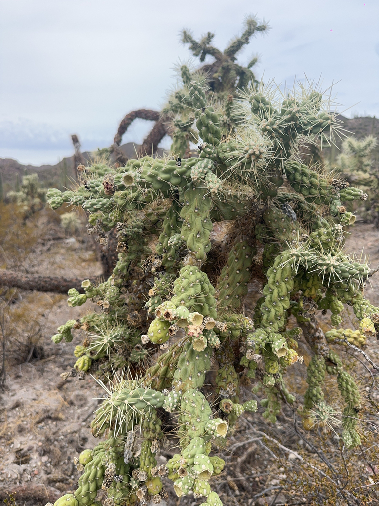 Chain-fruit Cholla from Pima County, US-AZ, US on November 27, 2024 at ...