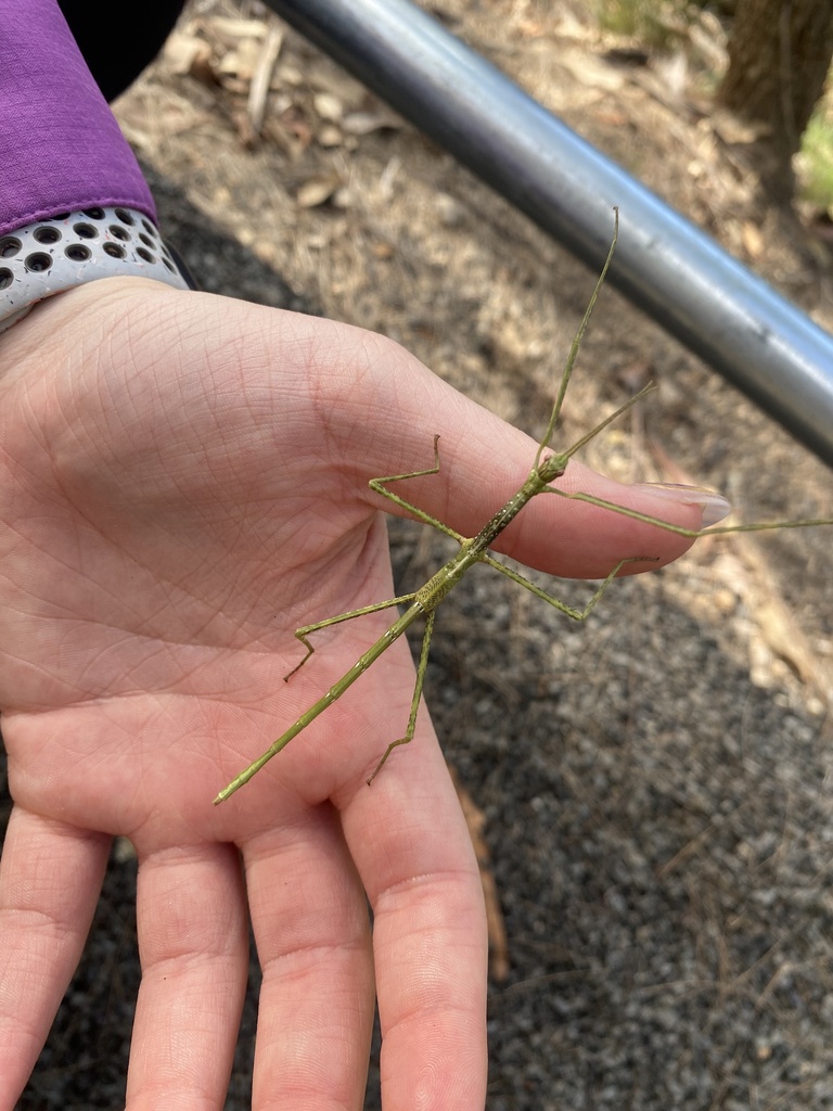 tessellated stick insect from Boonoo Boonoo National Park, Boorook, NSW ...