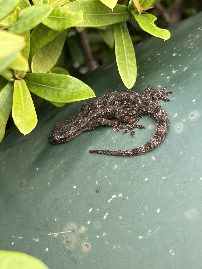 Asian House Gecko in December 2024 by Nakatada Wachi · iNaturalist
