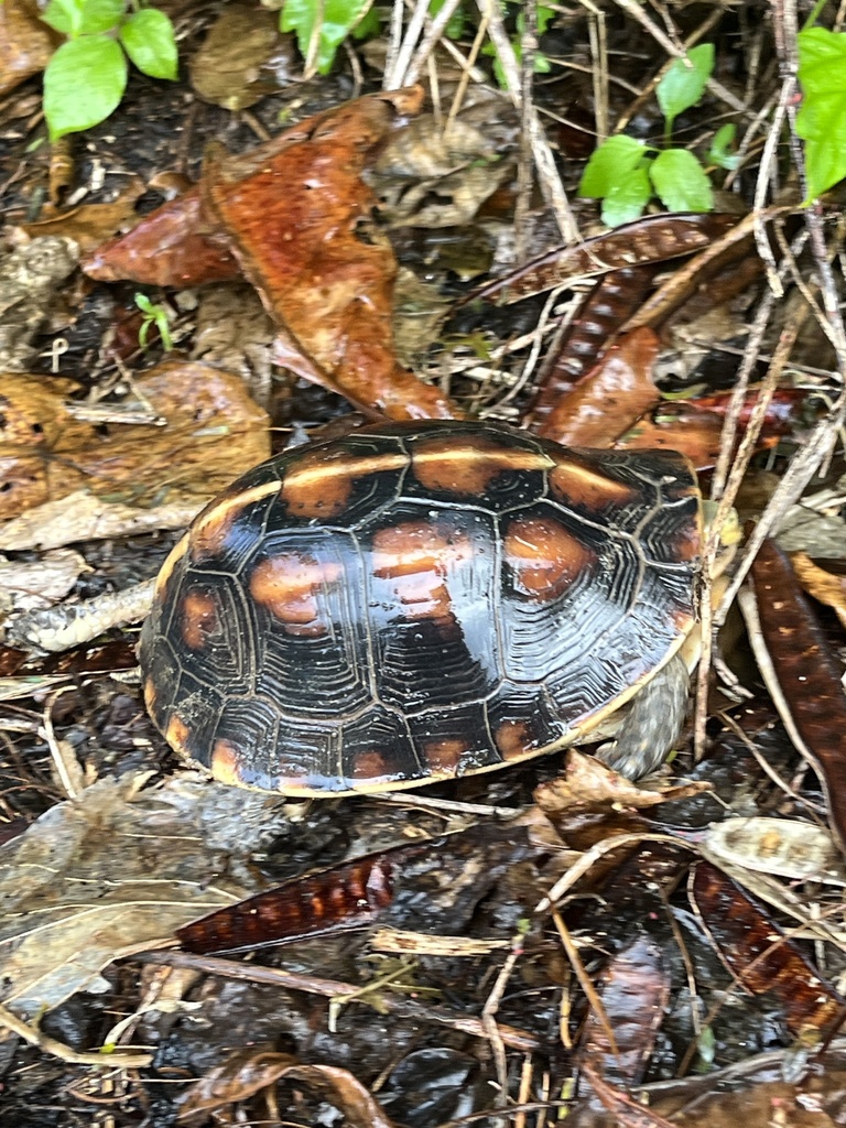 Ryukyu Yellow-margined Box Turtle in December 2024 by Nakatada Wachi ...