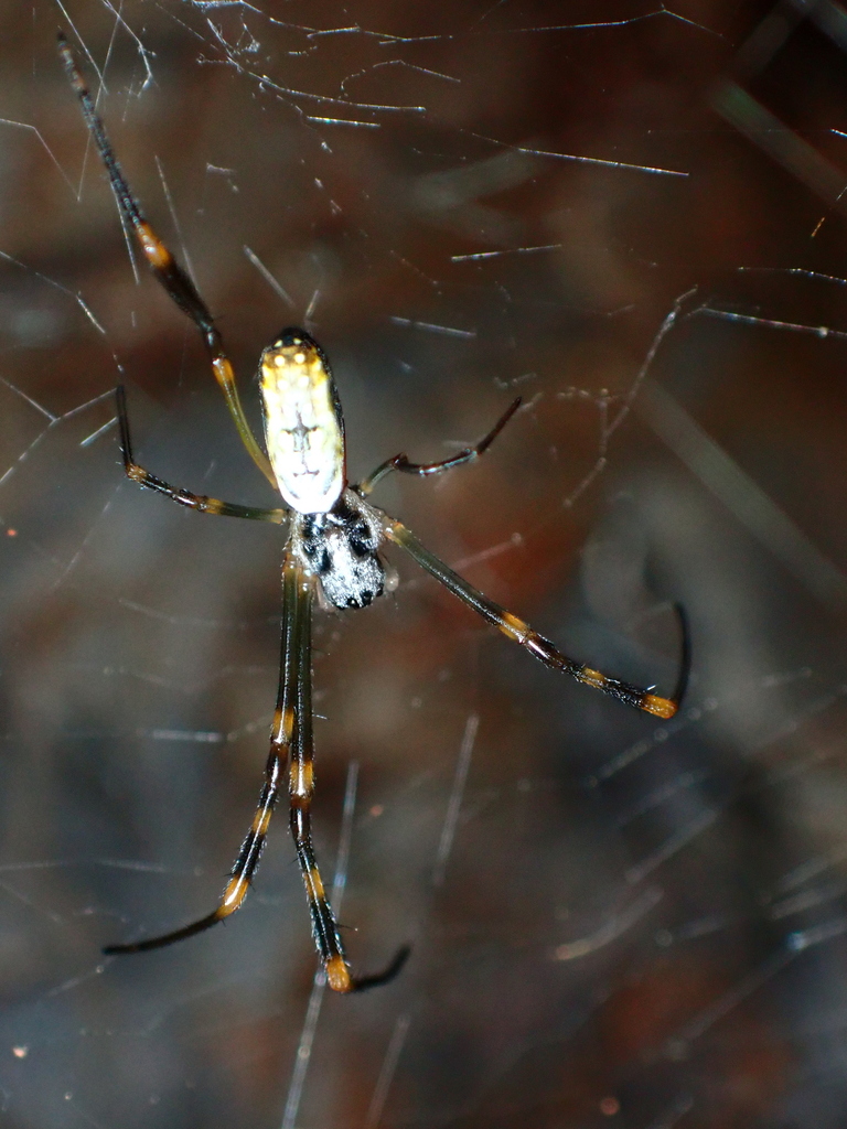 Tiger Spider from Somersby NSW 2250, Australia on December 08, 2024 at ...