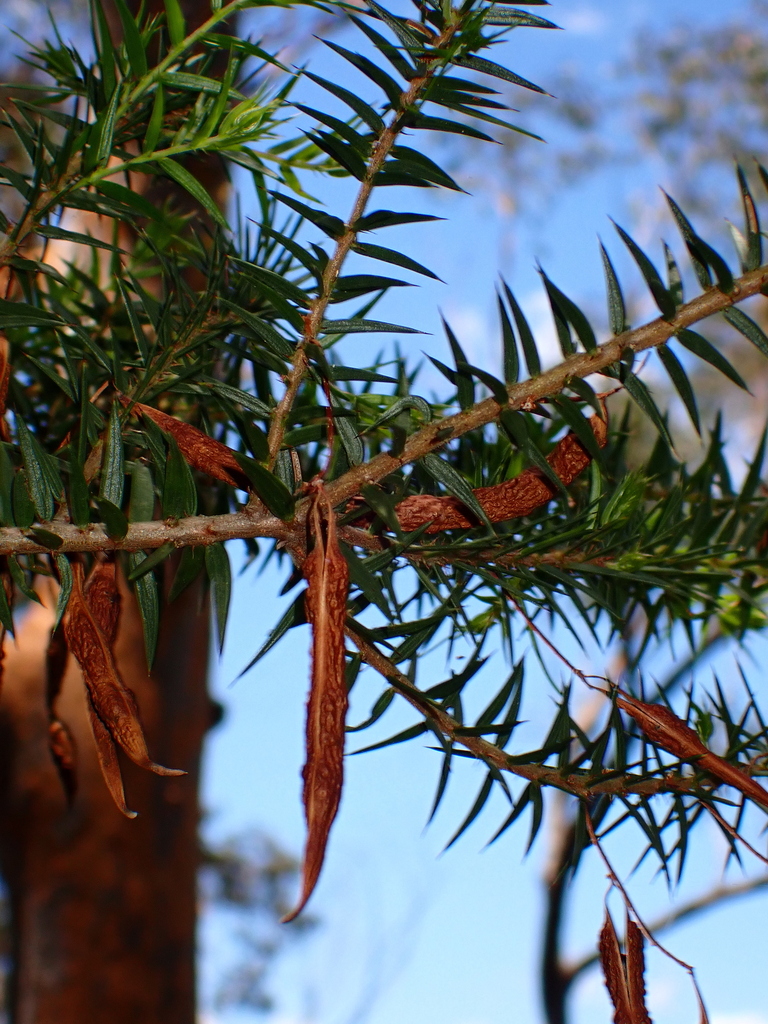 Spike Wattle from Somersby NSW 2250, Australia on December 08, 2024 at ...