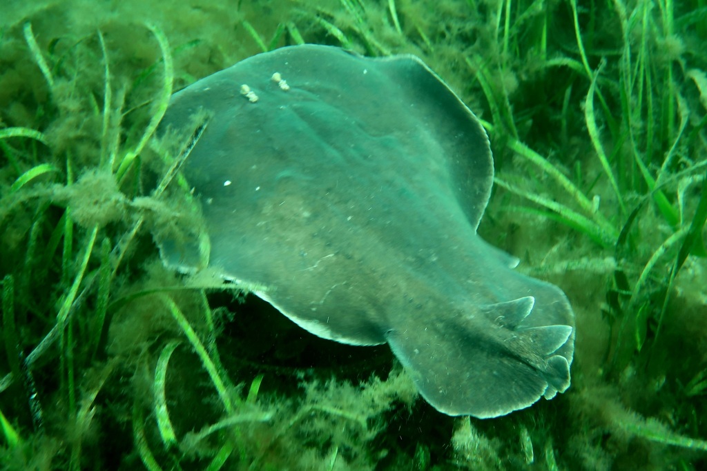 Coffin Ray from Edithburgh Jetty on December 6, 2024 by David Spencer ...