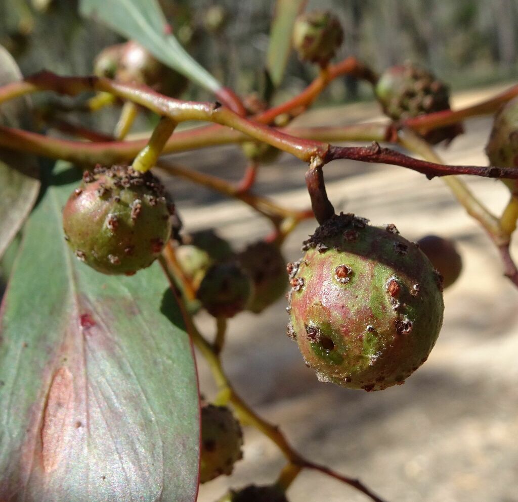 Golden Wattle Gall Wasp from Linton VIC 3360, Australia on December 8 ...