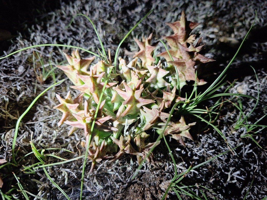 Orbea carnosa keithii from Sonheuwel, Mbombela, 1212, South Africa on ...