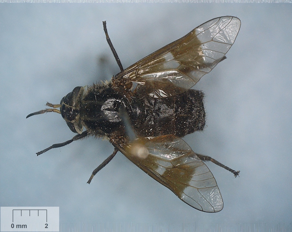 Benign Deer Fly from Mont-Blanc, Laurentides, QC, Canada on June 27 ...