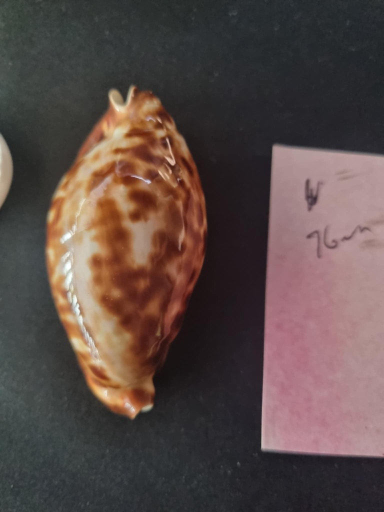Zoila friendii from Indian Ocean, Marmion, WA, AU on January 14, 1997 ...