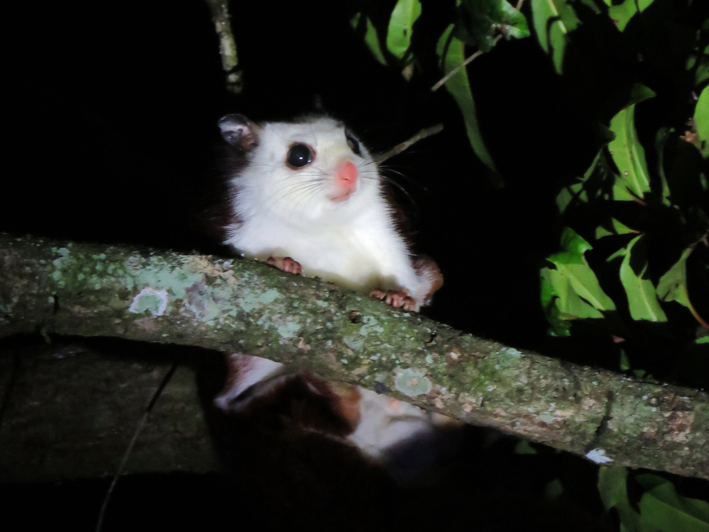 Taiwan Red-and-white Giant Flying Squirrel from 605台灣嘉義縣阿里山鄉59號阿里山國家 ...
