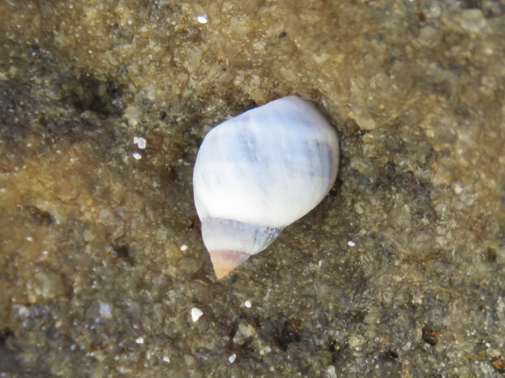 Little Blue Periwinkle from Deepdene WA 6290, Australia on December 7 ...