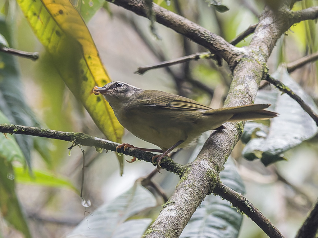 Three-striped Warbler from Paucartambo Province, Peru on November 12 ...