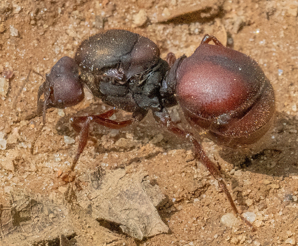 Atta Leaf-cutter Ants from Nova Friburgo - State of Rio de Janeiro ...