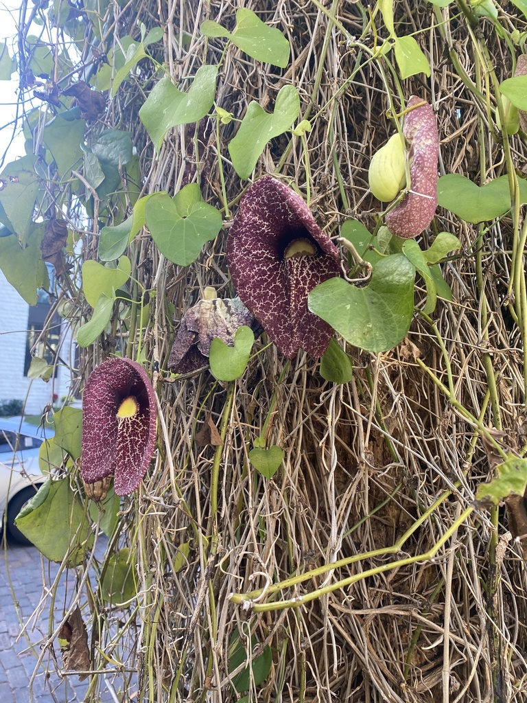 Calico-flower from Sixth Ave NE, Saint Petersburg, FL, US on December ...