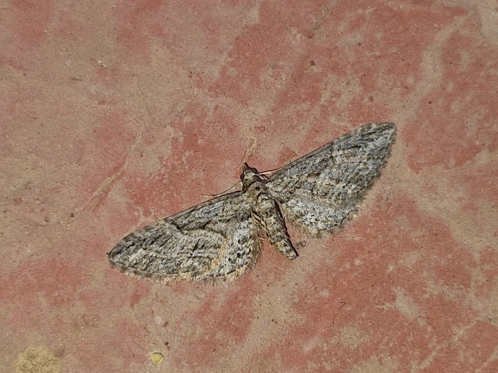 Juniper Pug from Ouirgane, Marokko on December 08, 2024 at 02:08 PM by ...