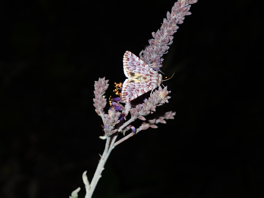 Leadplant Flower Moth from Sauk County, WI, USA on June 27, 2023 at 09: ...
