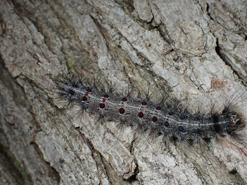 Spongy Moth from Sauk County, WI, USA on June 28, 2023 at 12:09 AM by ...