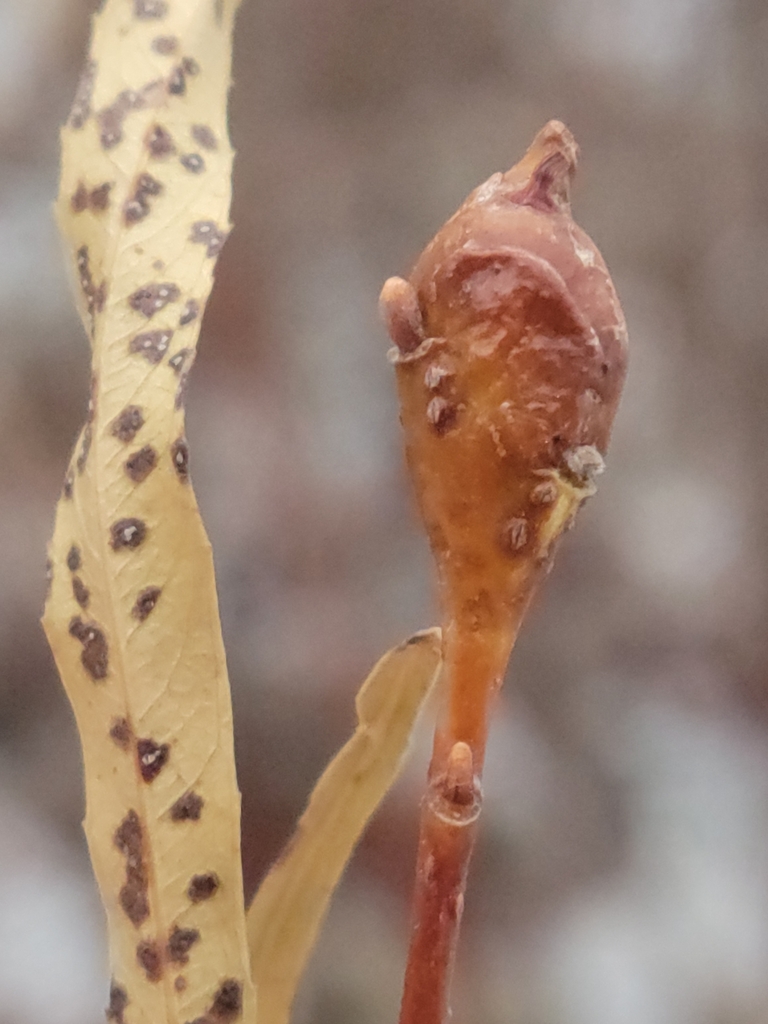 willow beaked-gall midge from Norwood West, Winnipeg, MB, Canada on ...