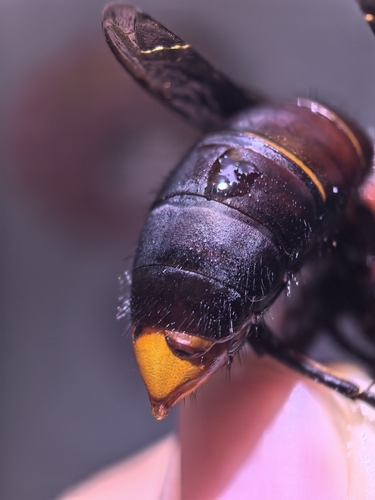 Xenos moutoni · iNaturalist